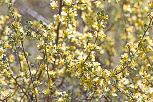 Bitterbrush Plants 143 Royalty-Free Stock Image - Storyblocks