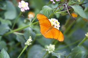 Butterfly Royalty-Free Stock Image - Storyblocks