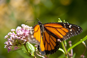 Butterfly Royalty-Free Stock Image - Storyblocks