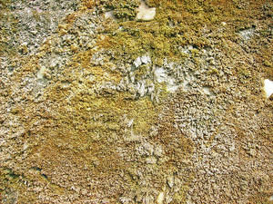 Fungal_background Royalty-Free Stock Image - Storyblocks