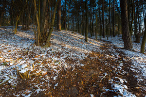 Late Autumn Forest with First Snow. Beautiful Forest with First Snow in ...