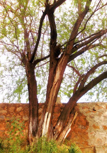 Tree Branches Texture 22 Royalty-Free Stock Image - Storyblocks