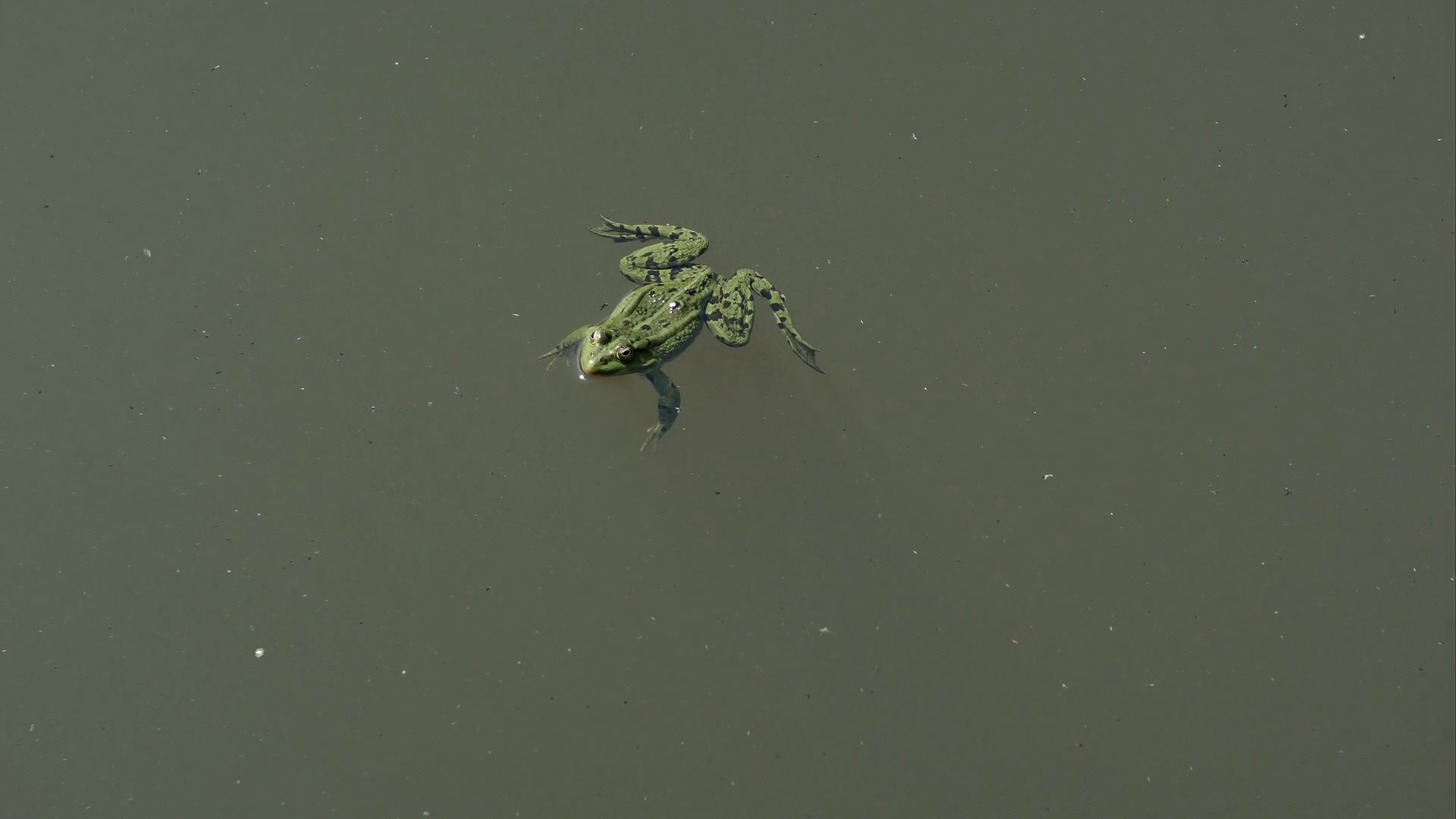 Frog Floating In Pond Stock Footage SBV-304021029 - Storyblocks