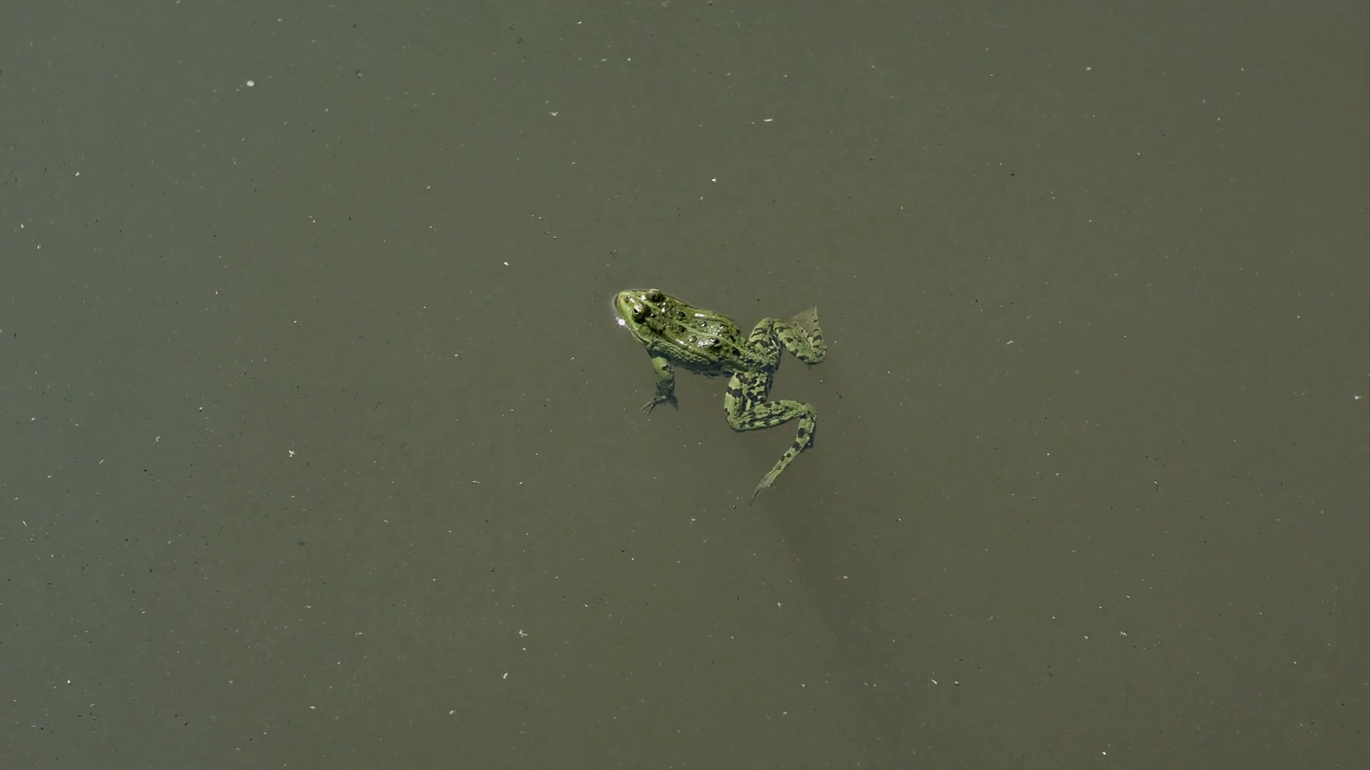 Frog Swimming In Pond Stock Footage SBV-304021080 - Storyblocks