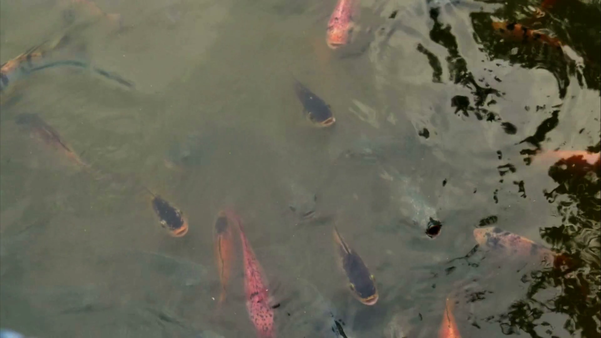 Colorful Fish Swim In Pond Waiting Food Stock Footage SBV-313446231 ...