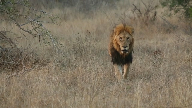 Download Royalty Free Lion Video Clips l Lion Stock Footage