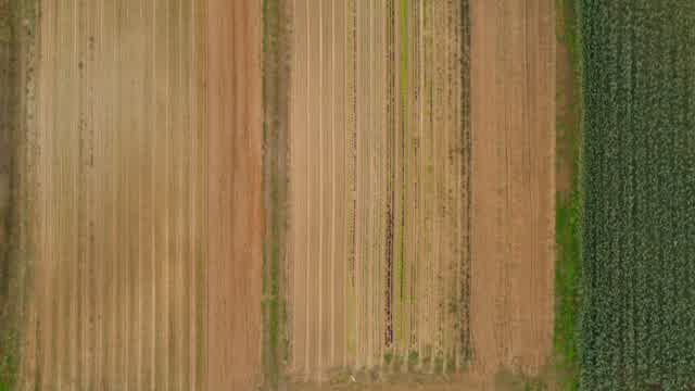 Agronomy Pattern Stock Footage: Royalty-Free Video Clips - Storyblocks