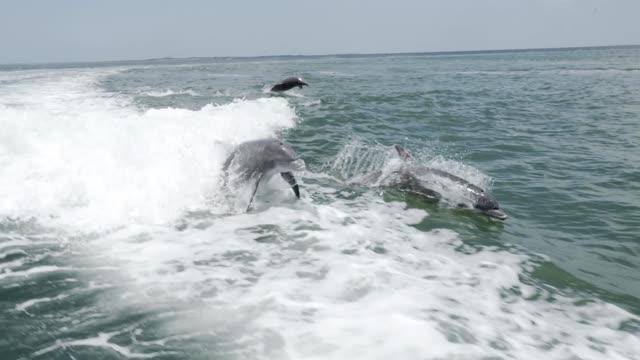 Jumping Off Boat Stock Footage: Royalty-Free Video Clips - Storyblocks