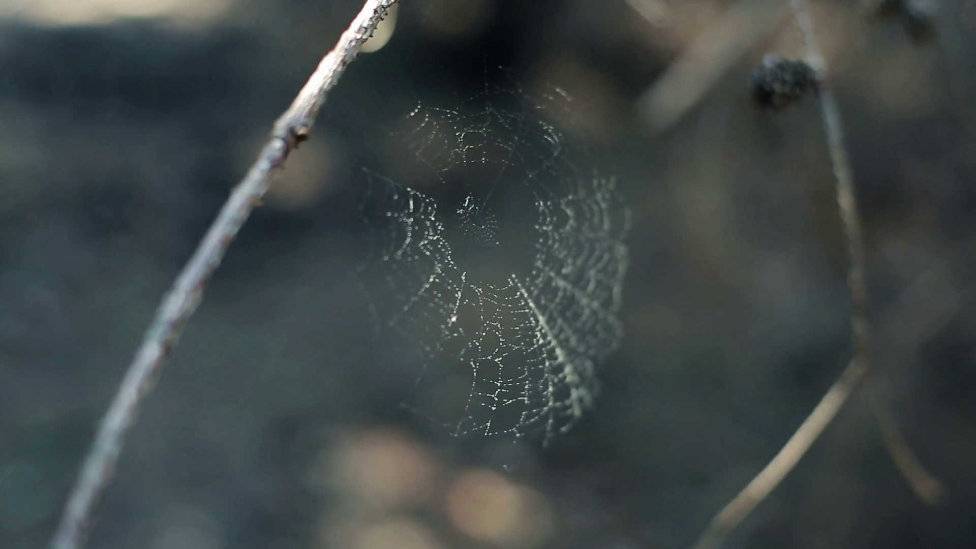 Tree Branch With Spider Web Stock Footage SBV-302170568 - Storyblocks