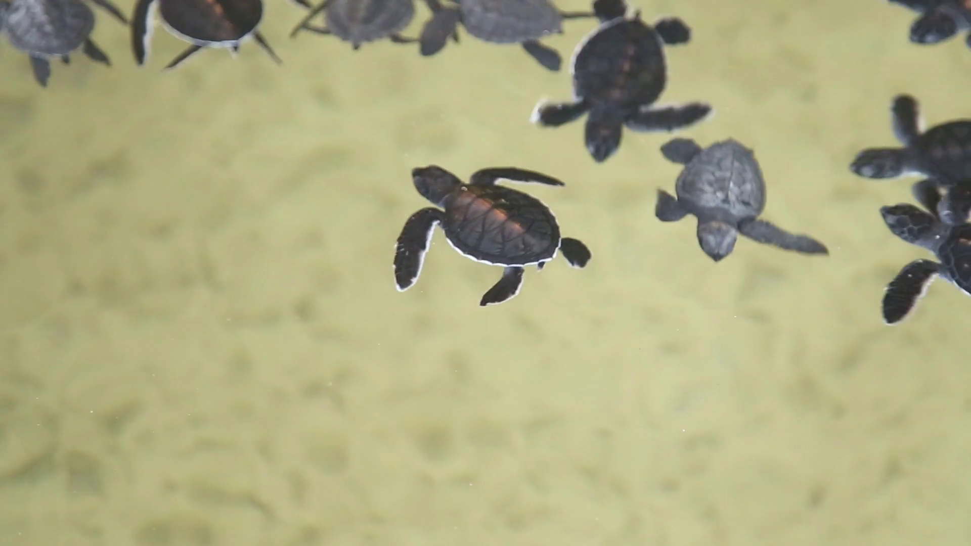 Baby turtles swimming in a pool at a turtle hatchery in Sri Lanka ...