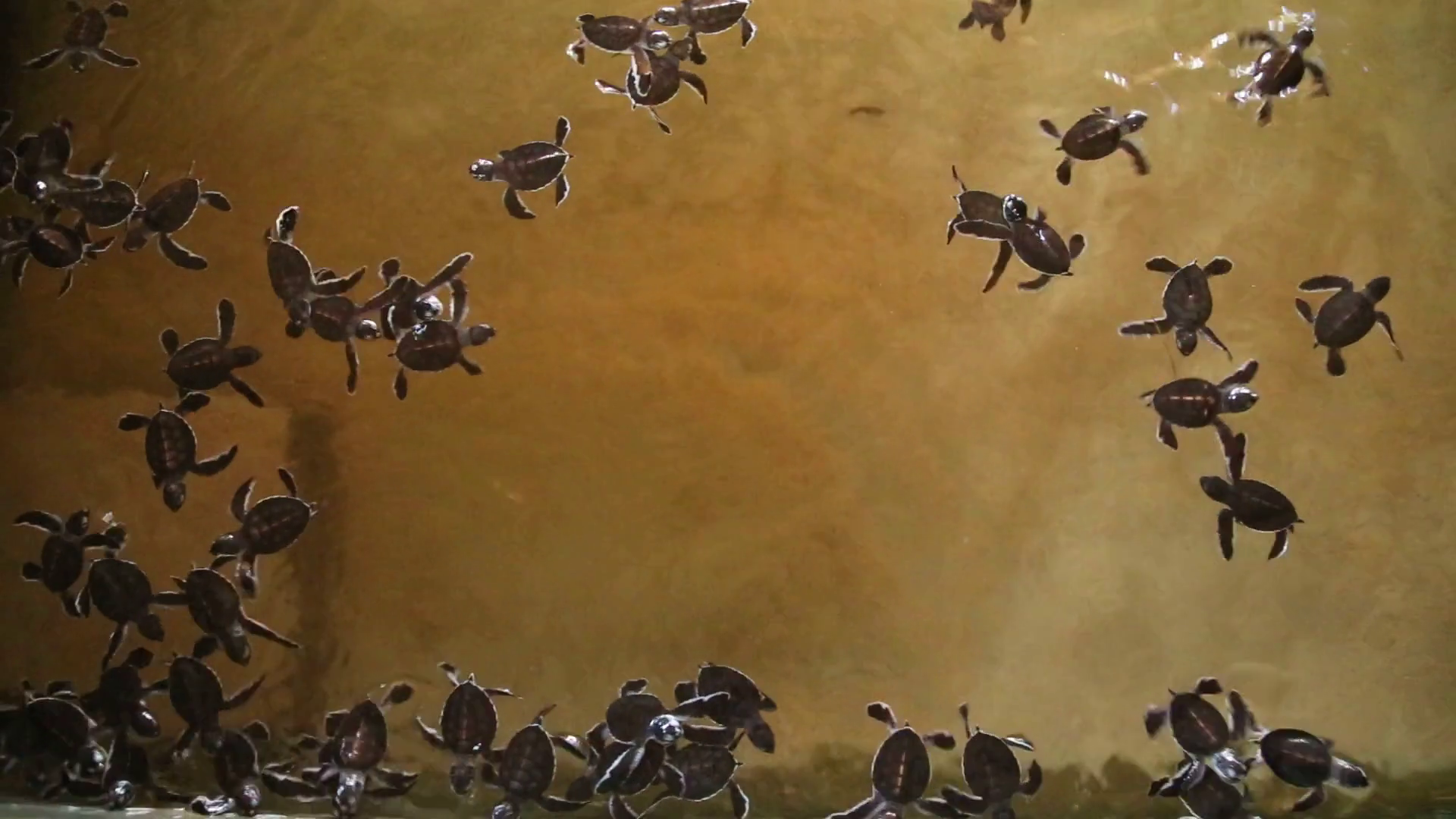 Baby Turtles Swimming In Pool At Kosgoda Stock Footage SBV-301453611 ...