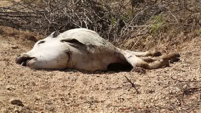 Dead Cow Stock Footage: Royalty-Free Video Clips - Storyblocks