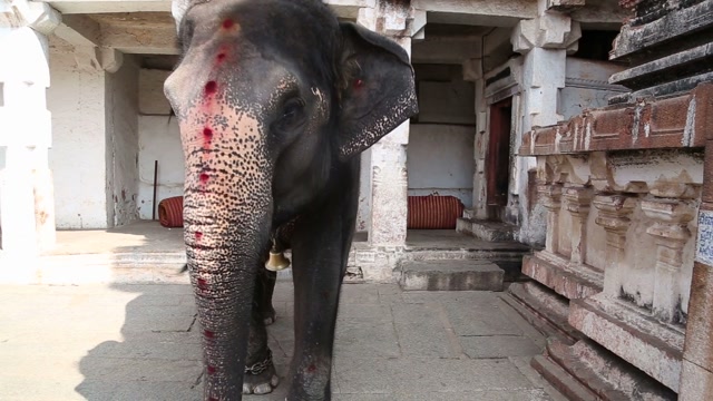 Indian Temple | Animals stock footage - Storyblocks