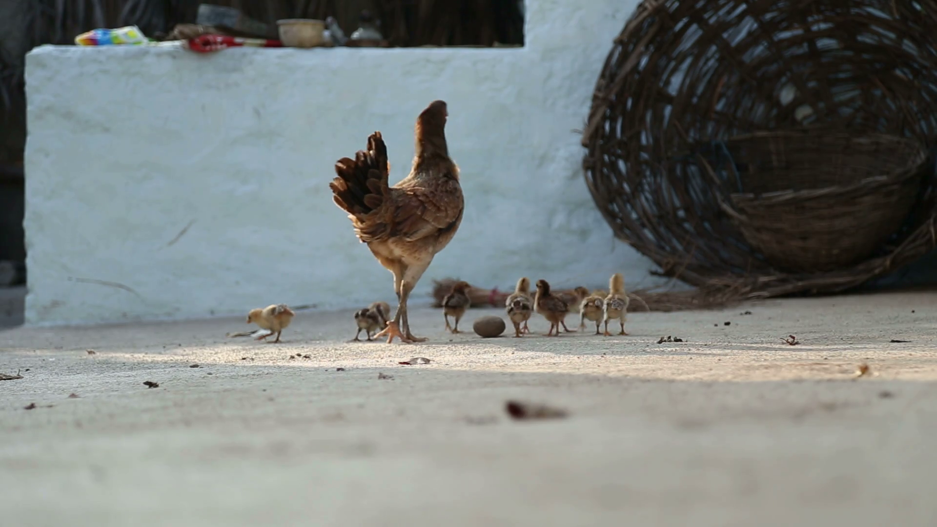 Hen Walking With Chicks In Backyard In Hampi Stock Footage SBV ...