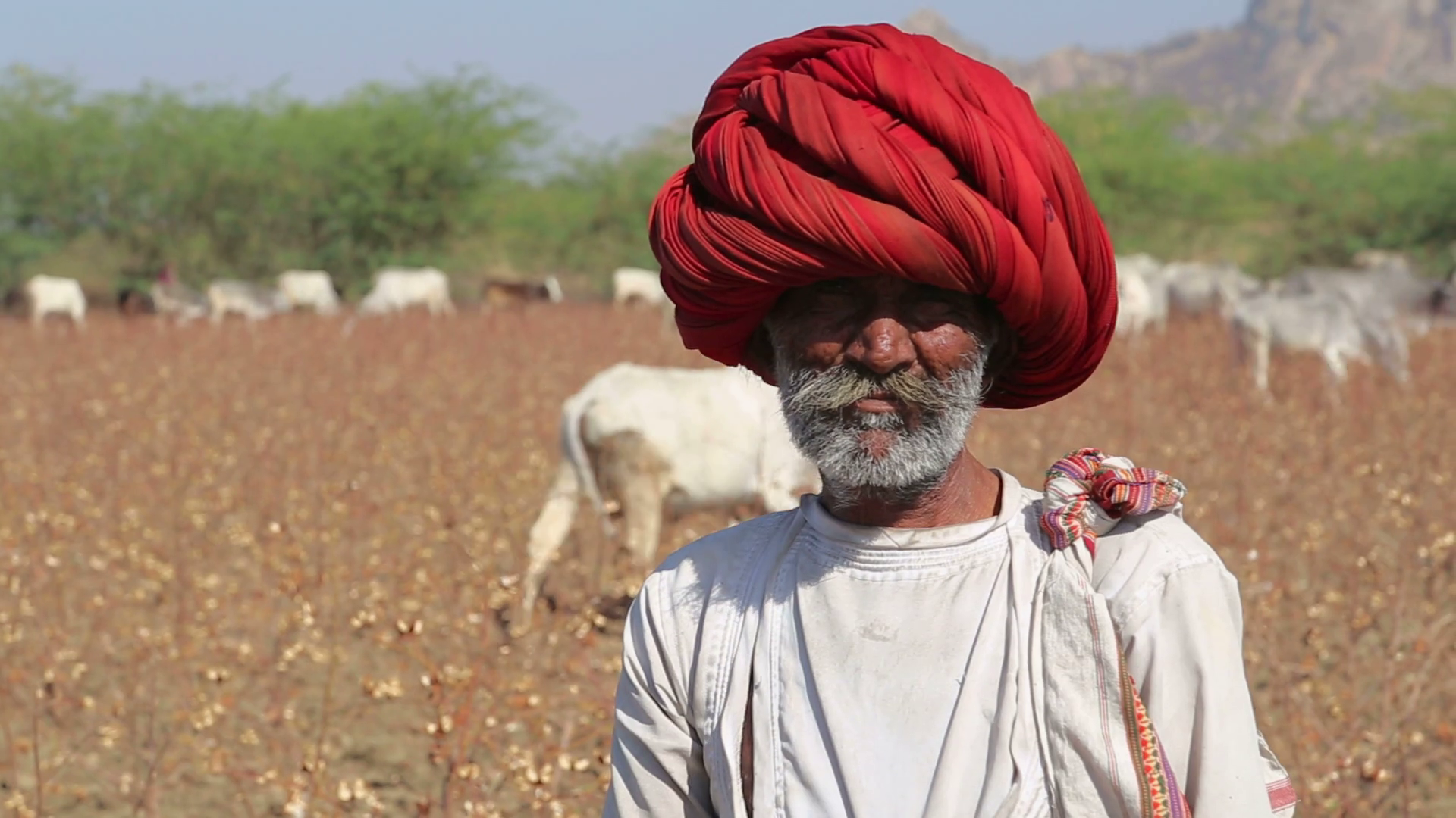 Jodhpur India - 14 February 2015: Portrait Stock Footage SBV-301410111 ...