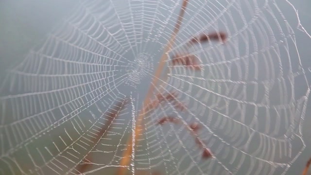 Spider Crawling On Screen Stock Footage: Royalty-Free Video Clips ...