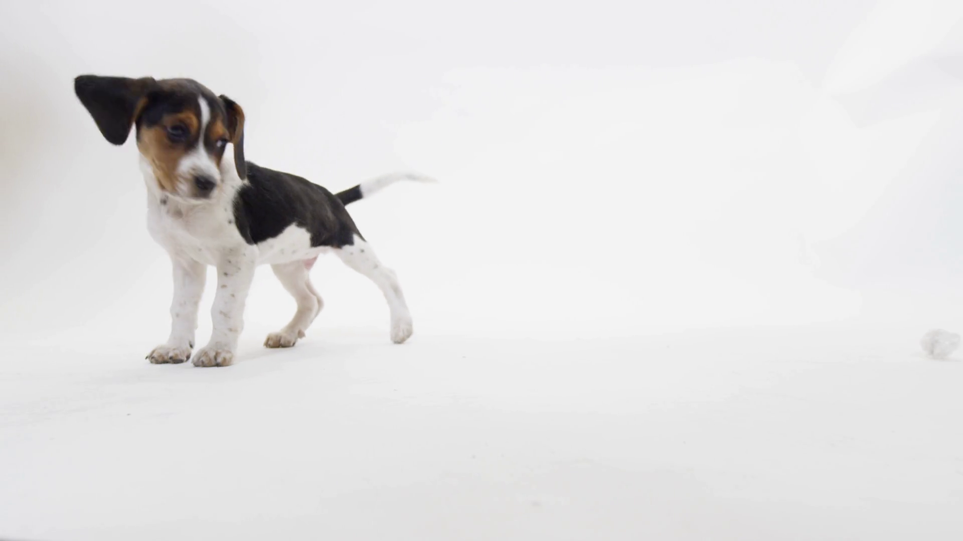 Cute Puppy Dog Surprised Beagle Puppy Jumps Stock Footage SBV-352198465 ...