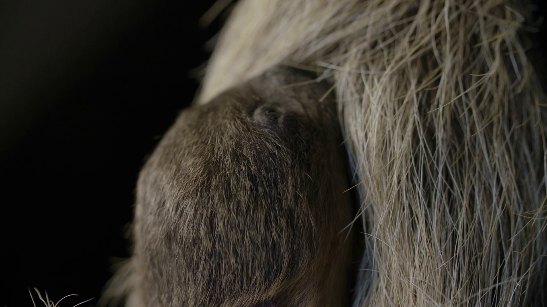 Extreme Close Up Of Newborn Baby Sloth Stock Footage SBV-352047505 ...