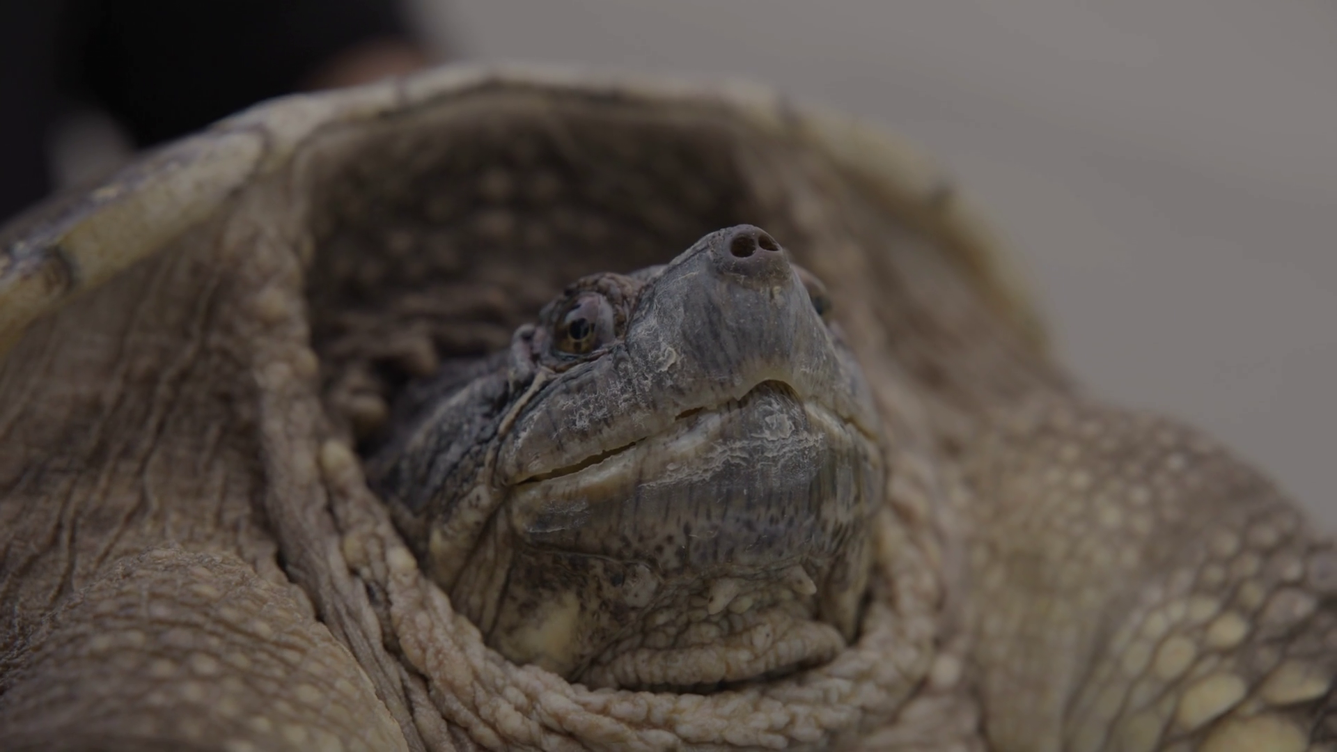 Snaping Turtle Extreme Close Up Stock Footage SBV-352116398 - Storyblocks
