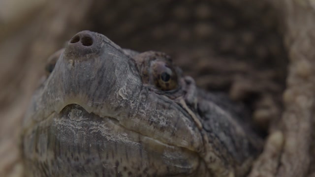 Extreme | Animals stock footage - Storyblocks