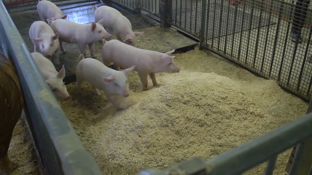 Pig Housing Stock Footage: Royalty-Free Video Clips - Storyblocks
