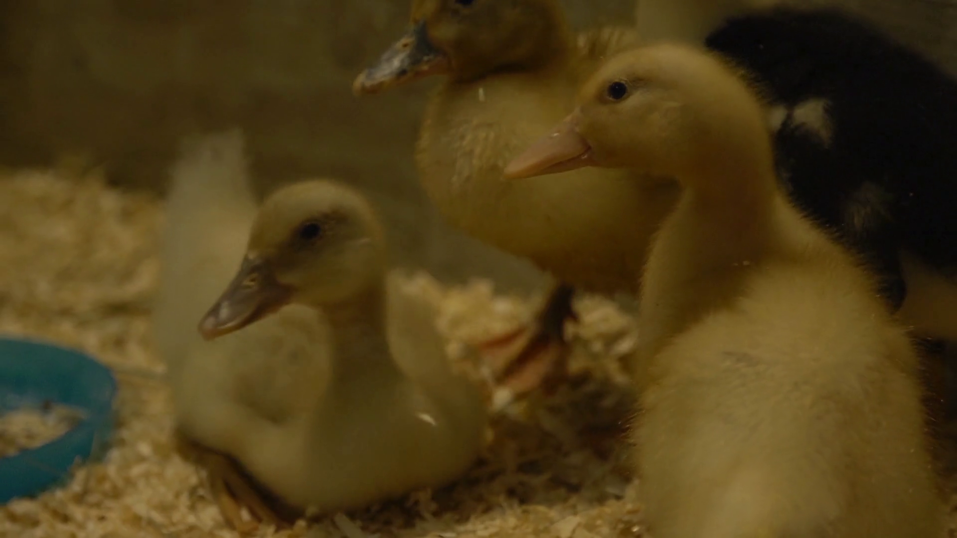 Farming Ducks Food Stock Footage SBV-347573865 - Storyblocks
