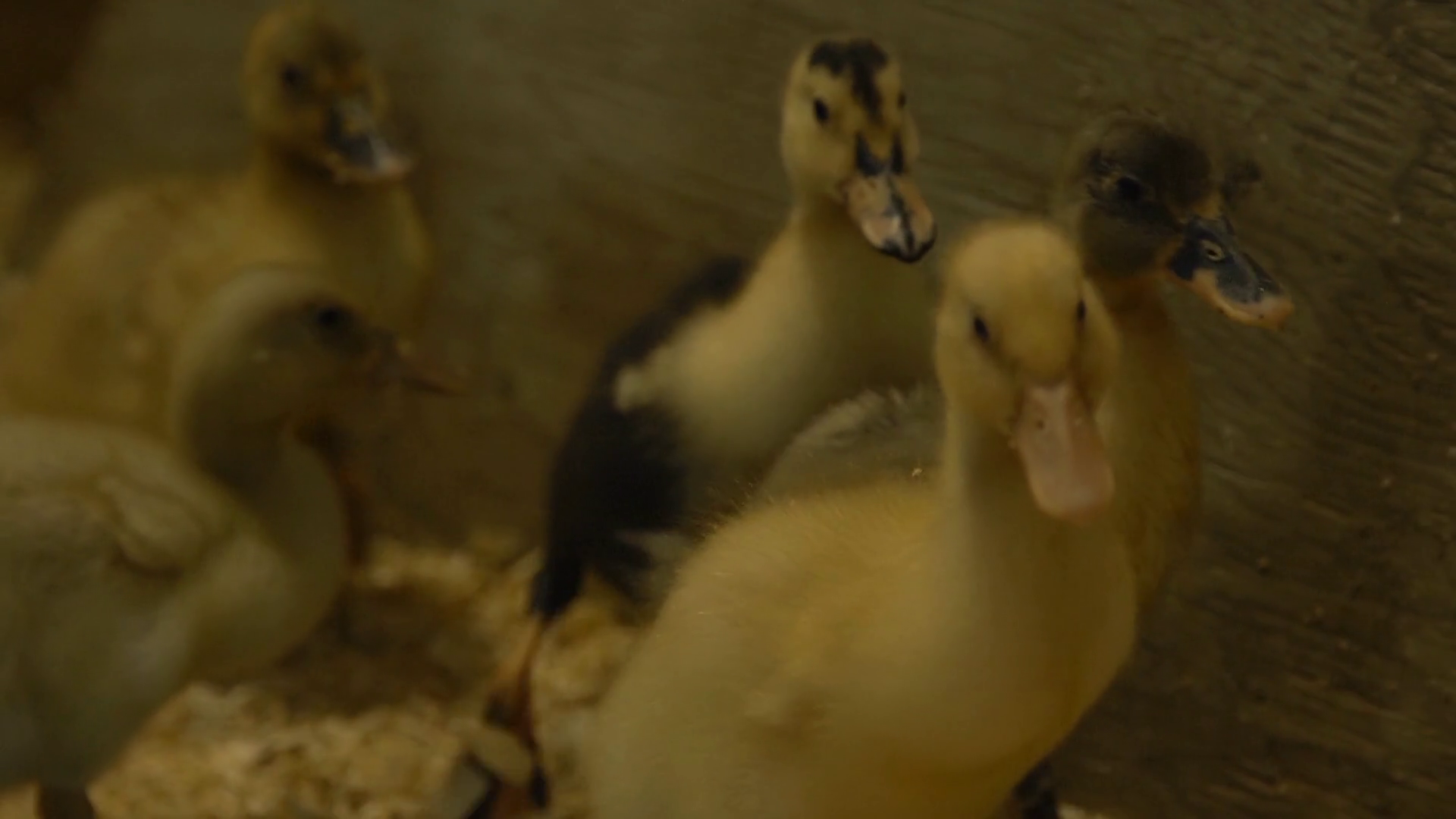 Farming Ducks Food Stock Footage SBV-347573866 - Storyblocks