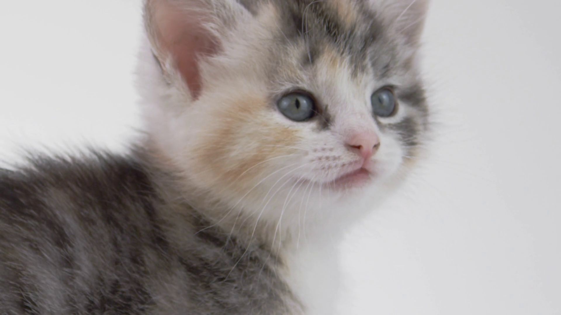 Cute Kittens On White Background: Calico Meow Stock Footage SBV ...