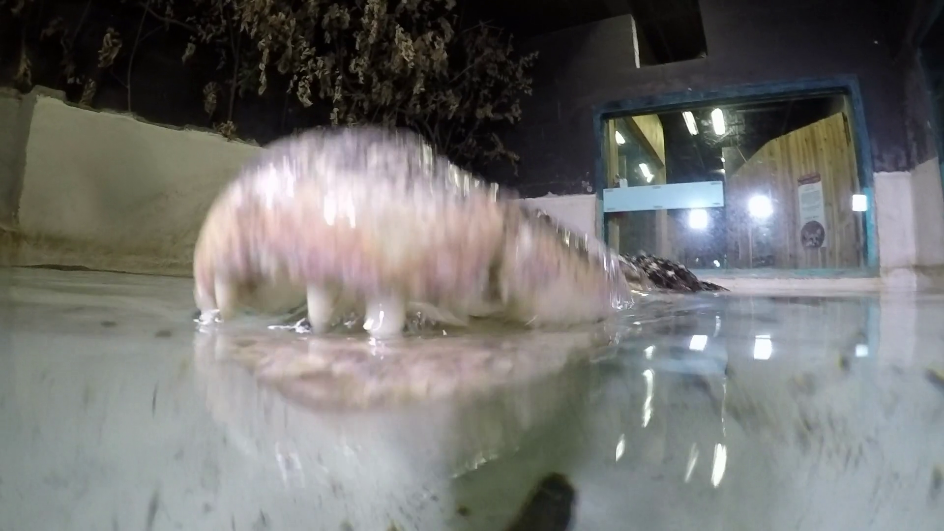 Alligator Intense Pool Biting At Camera Stock Footage SBV-347716885 ...