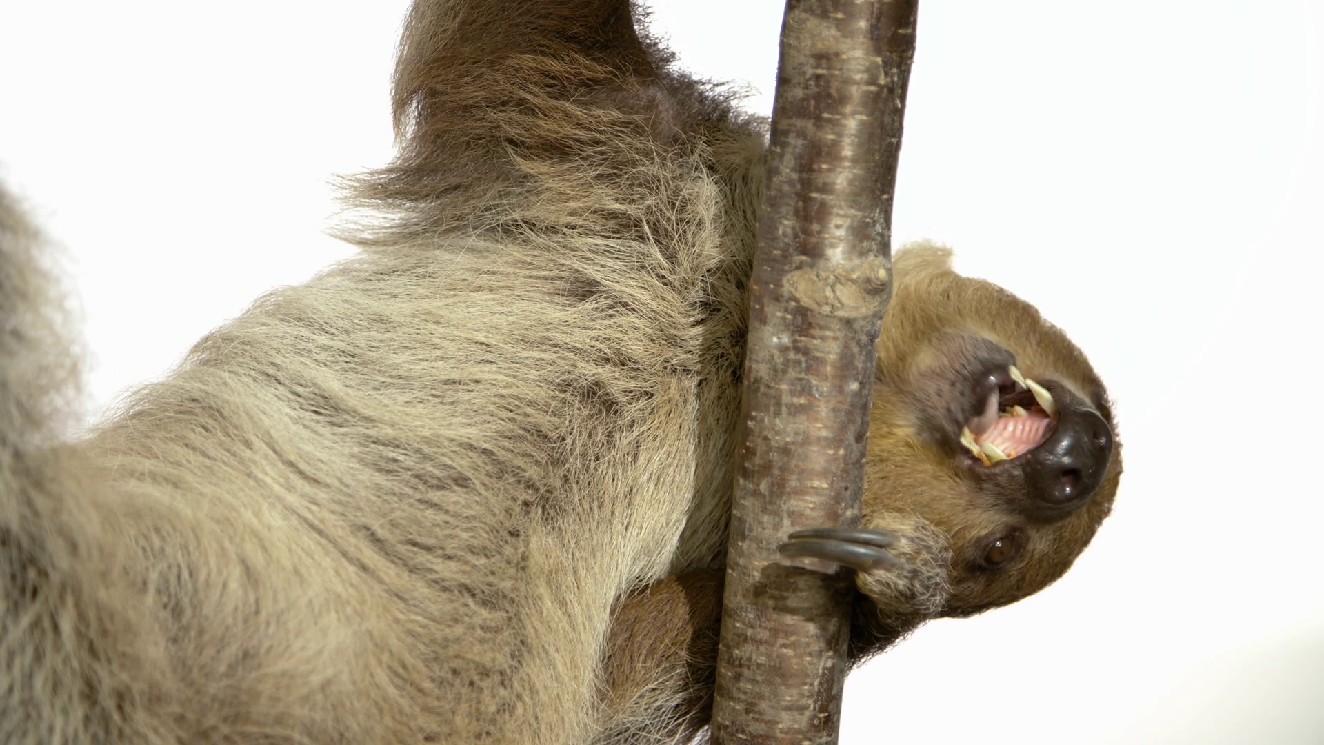 Amazing Sloth Hanging On White Background Stock Footage SBV-347454844 ...