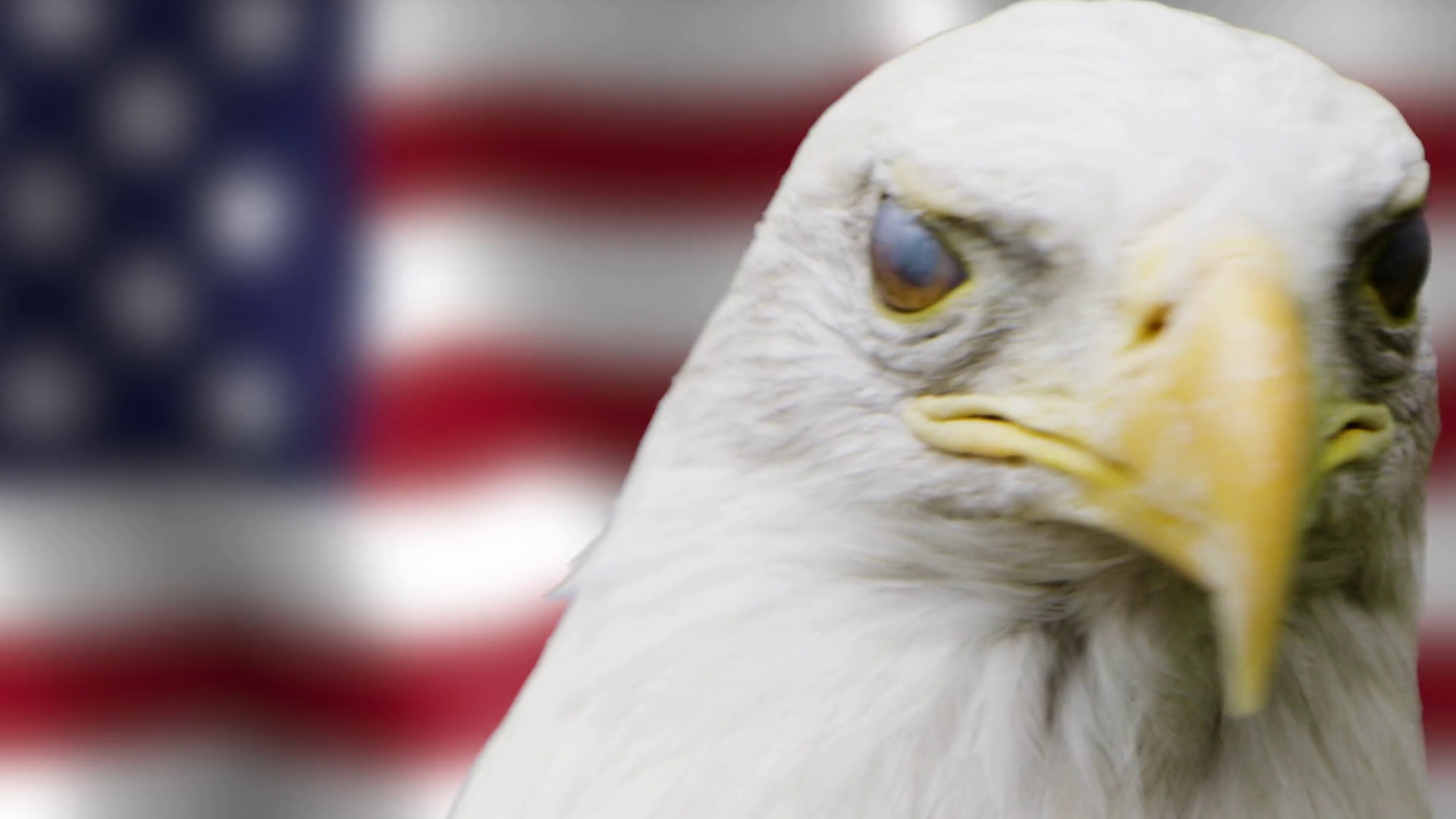 American Iconography Bald Eagle Foreground Stock Footage SBV-347718761 ...