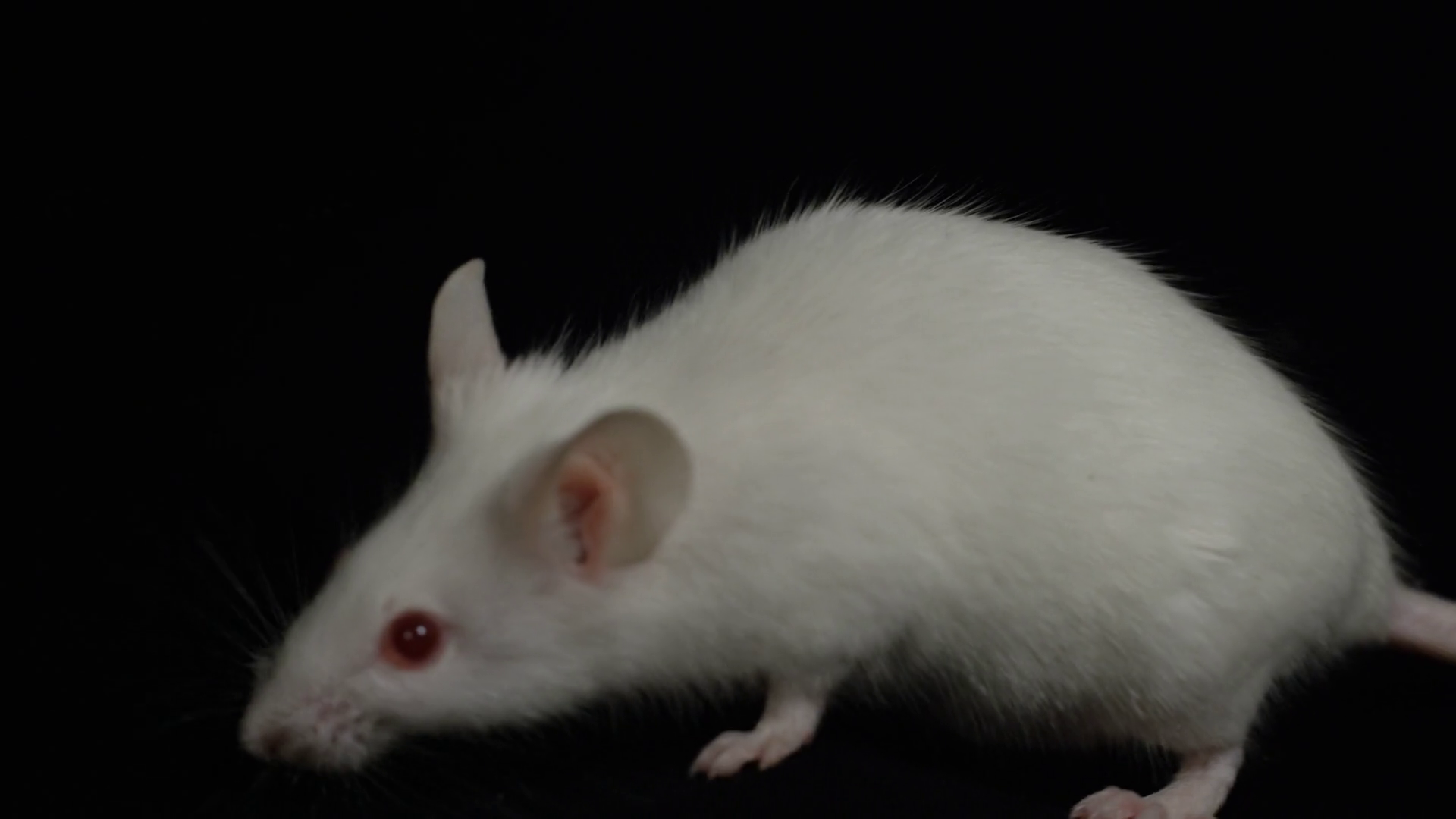 Animal Testing Albino Mouse On Black Stock Footage SBV-347719566 ...