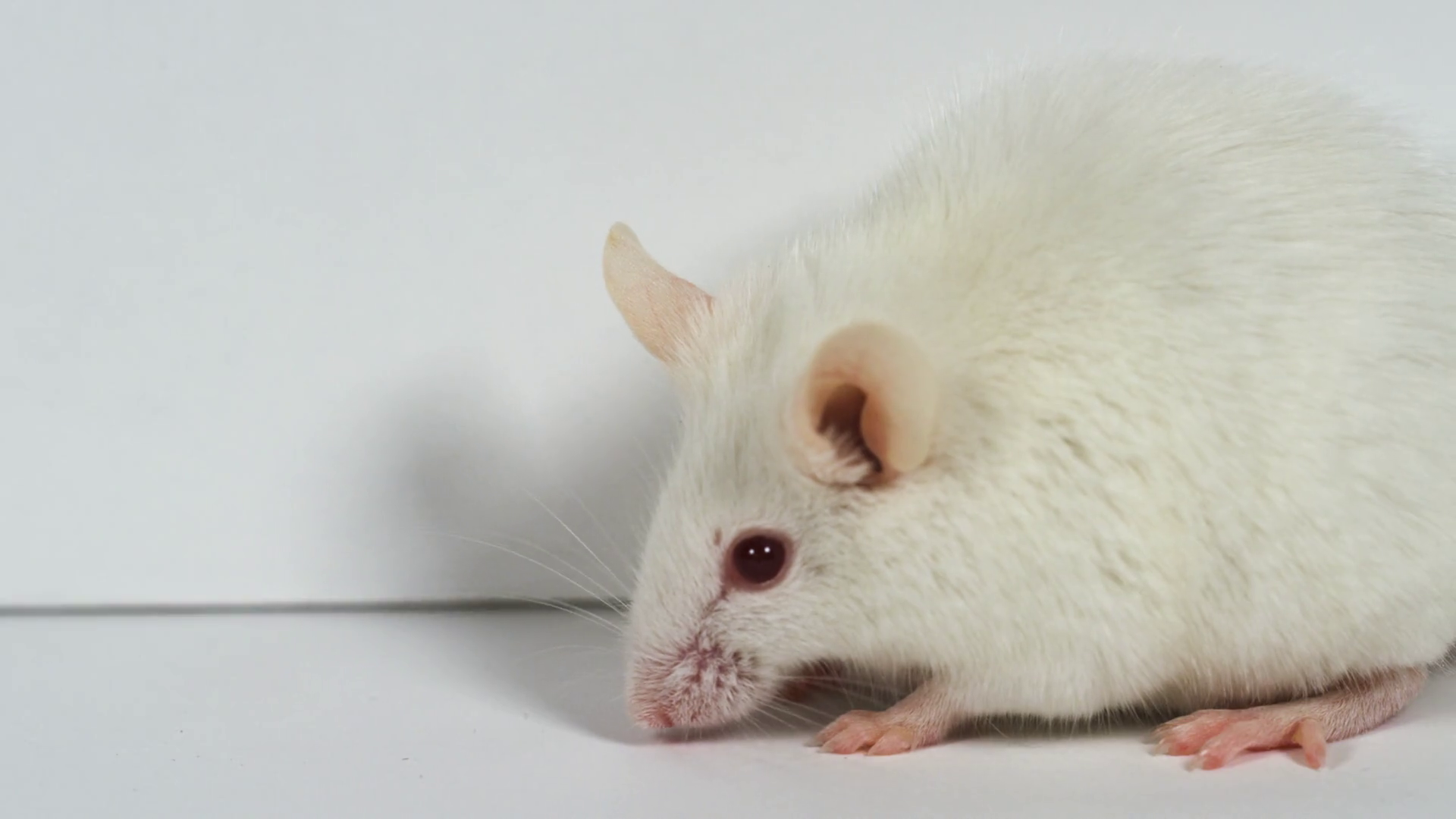 Animal Testing Lab Mouse Albino Walking Off Stock Footage SBV-347719570 ...