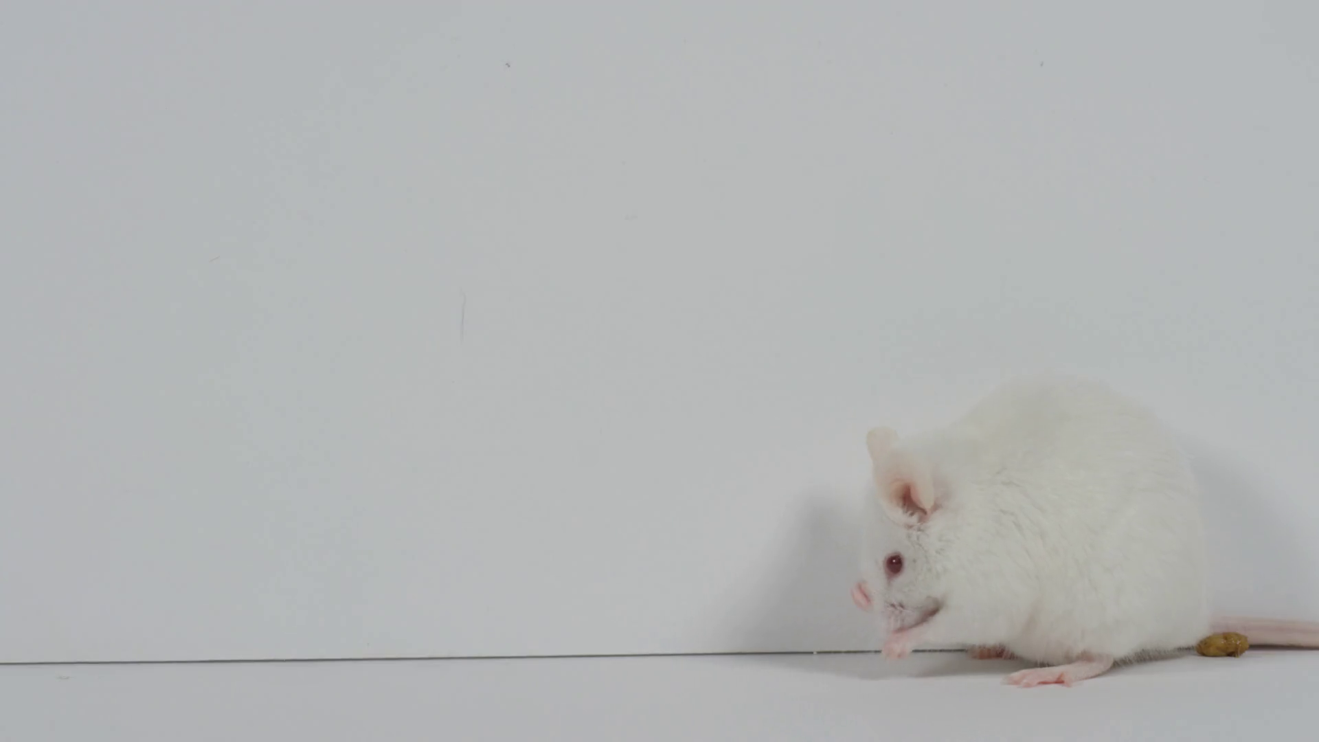 Animal Testing Lab Mouse Cleaning In Maze Stock Footage SBV-347719572 ...
