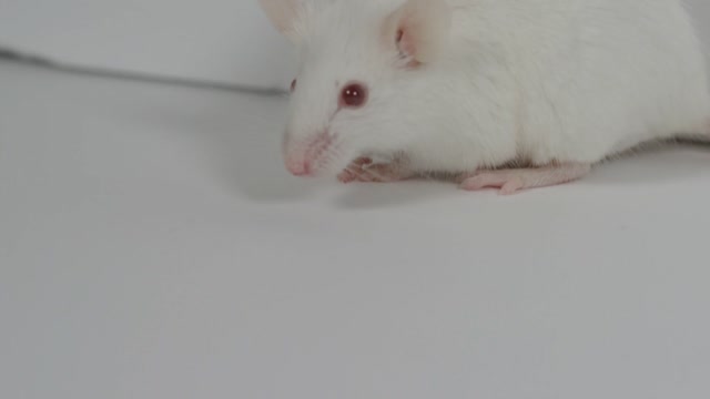 Rat Study Stock Footage: Royalty-Free Video Clips - Storyblocks