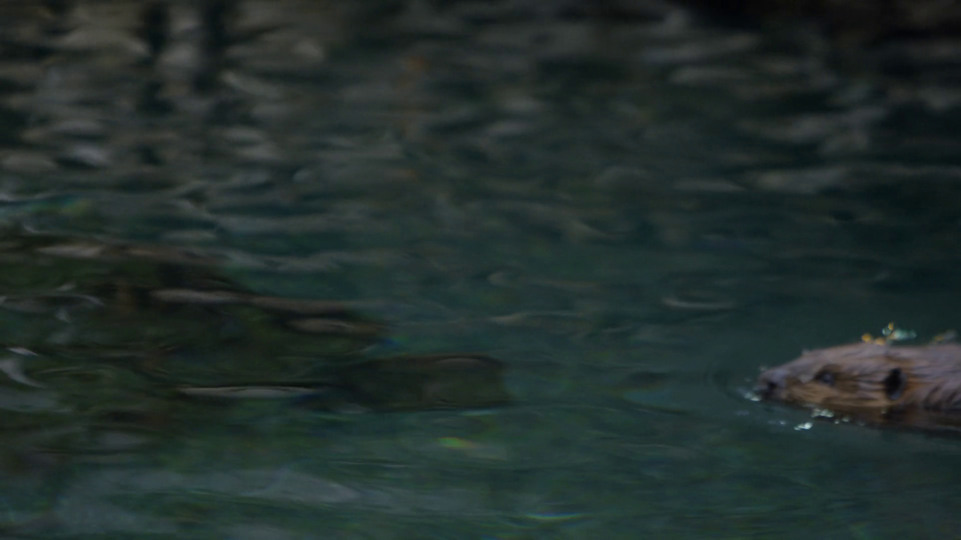 Animals At Biodome Beaver Floating Stock Footage SBV-347750767 ...