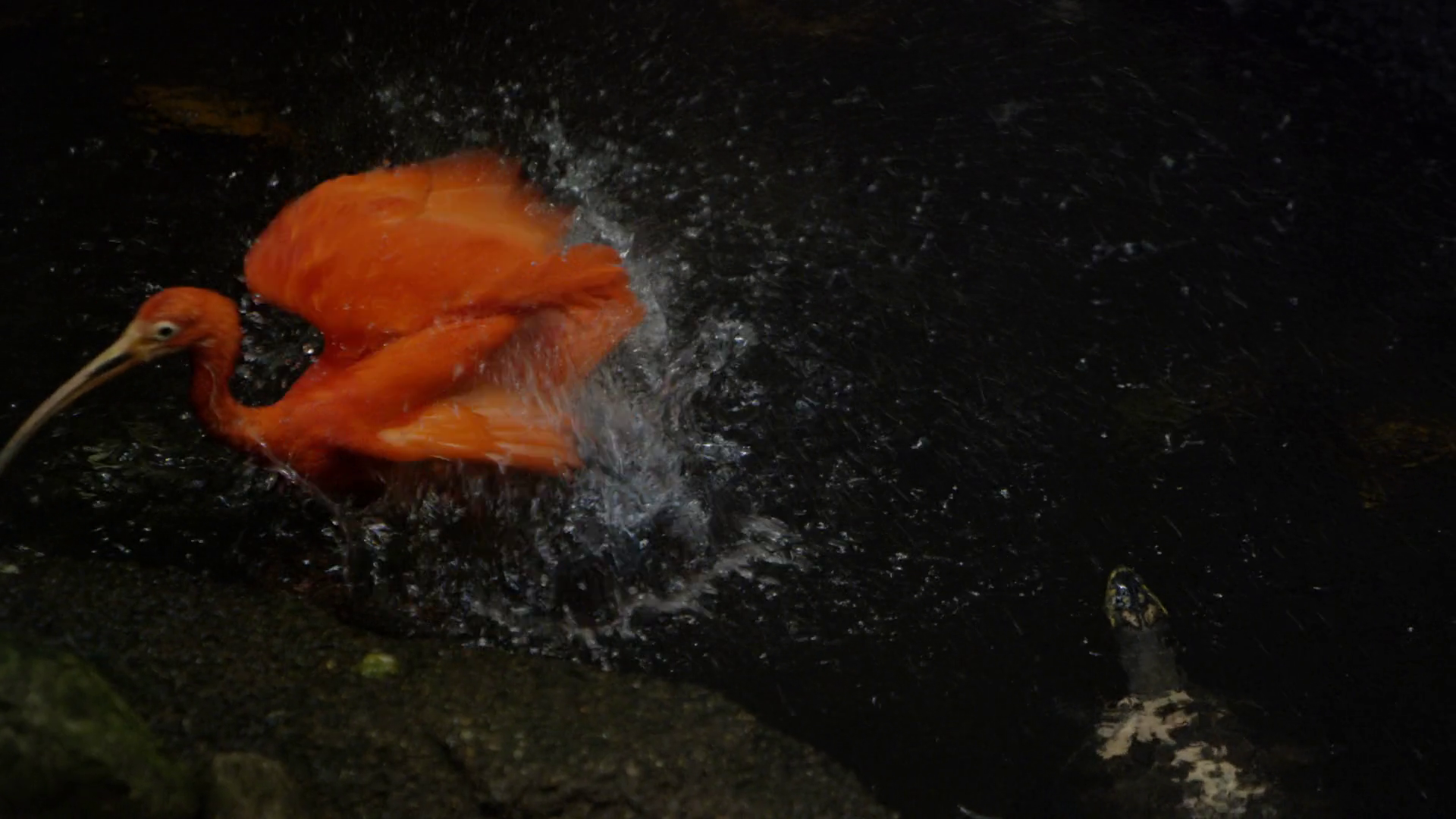 Animals At Biodome Bird Attacking Tortoise Stock Footage SBV-347750827 ...