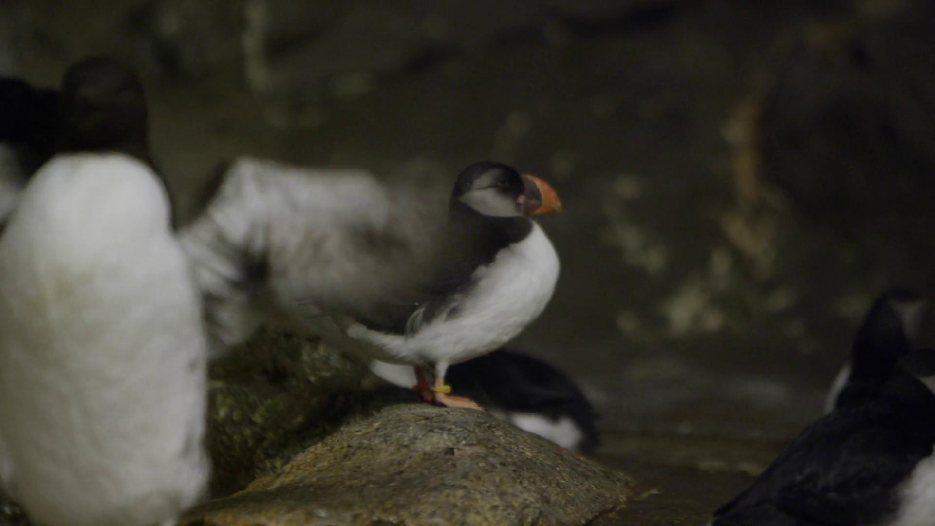 Animals At Biodome Flapping Penguin Stock Footage SBV-347750986 ...