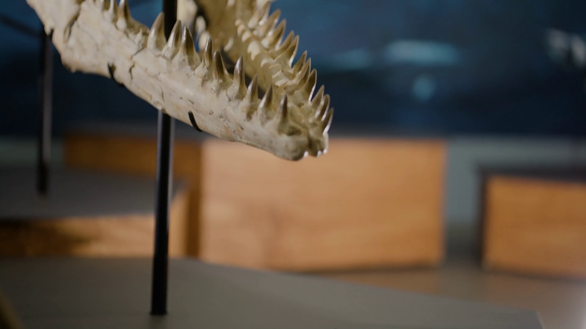 Aquatic Dinosaur Bones On Display Pan Up Stock Footage SBV-348753698 ...