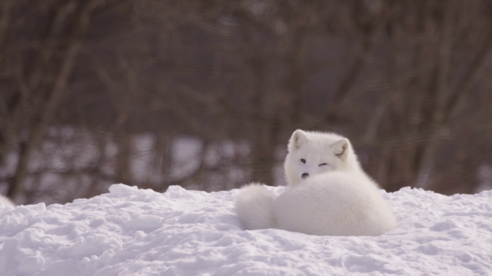 Arctic Fox Relaxing In Snow Stock Footage SBV-322105998 - Storyblocks