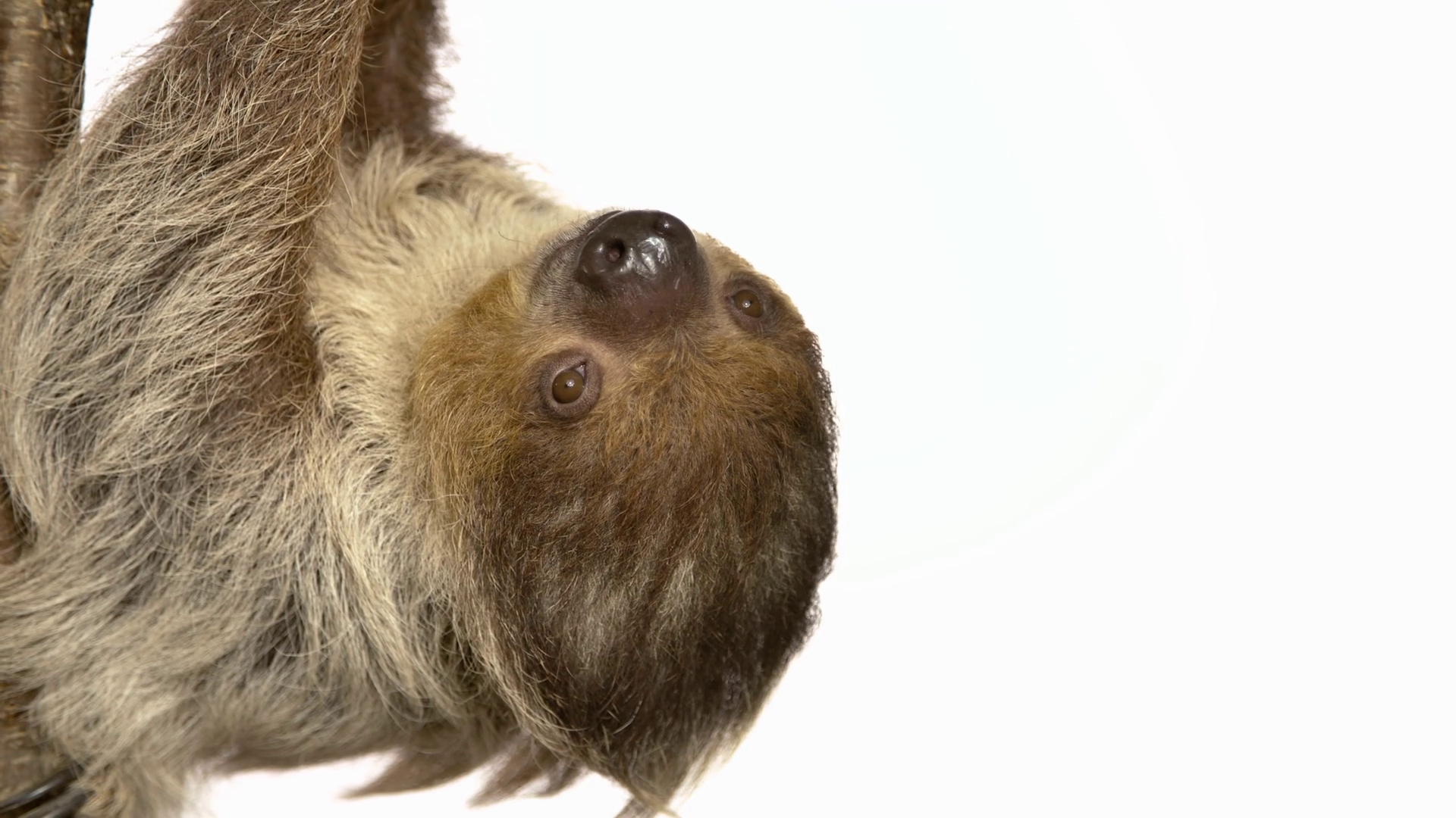 Awesome Two Toed Sloth On White Background Stock Footage SBV-347454848 ...