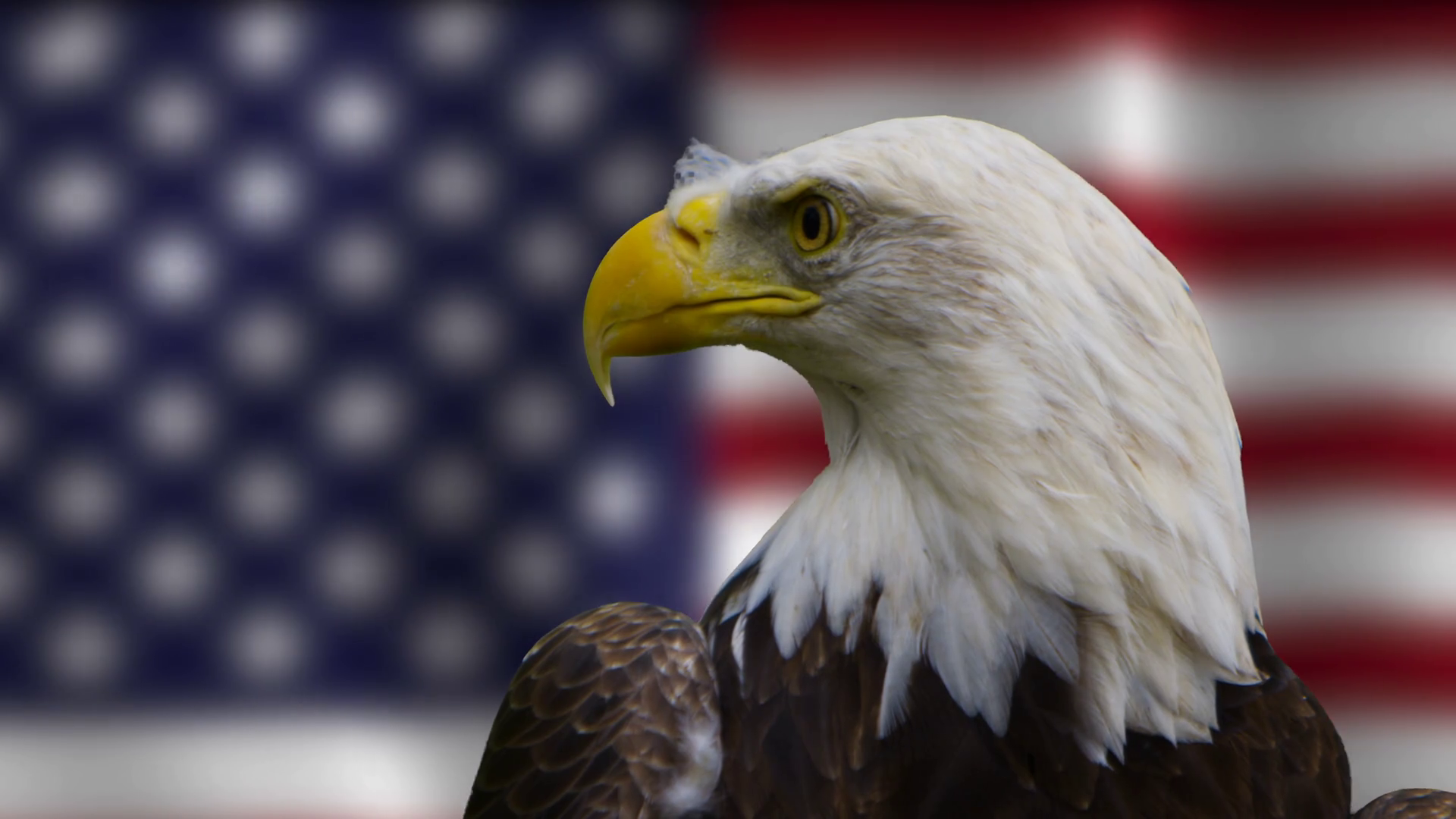 Bald Eagle Engaging Camera In Front Of Stock Footage SBV-347718456 ...