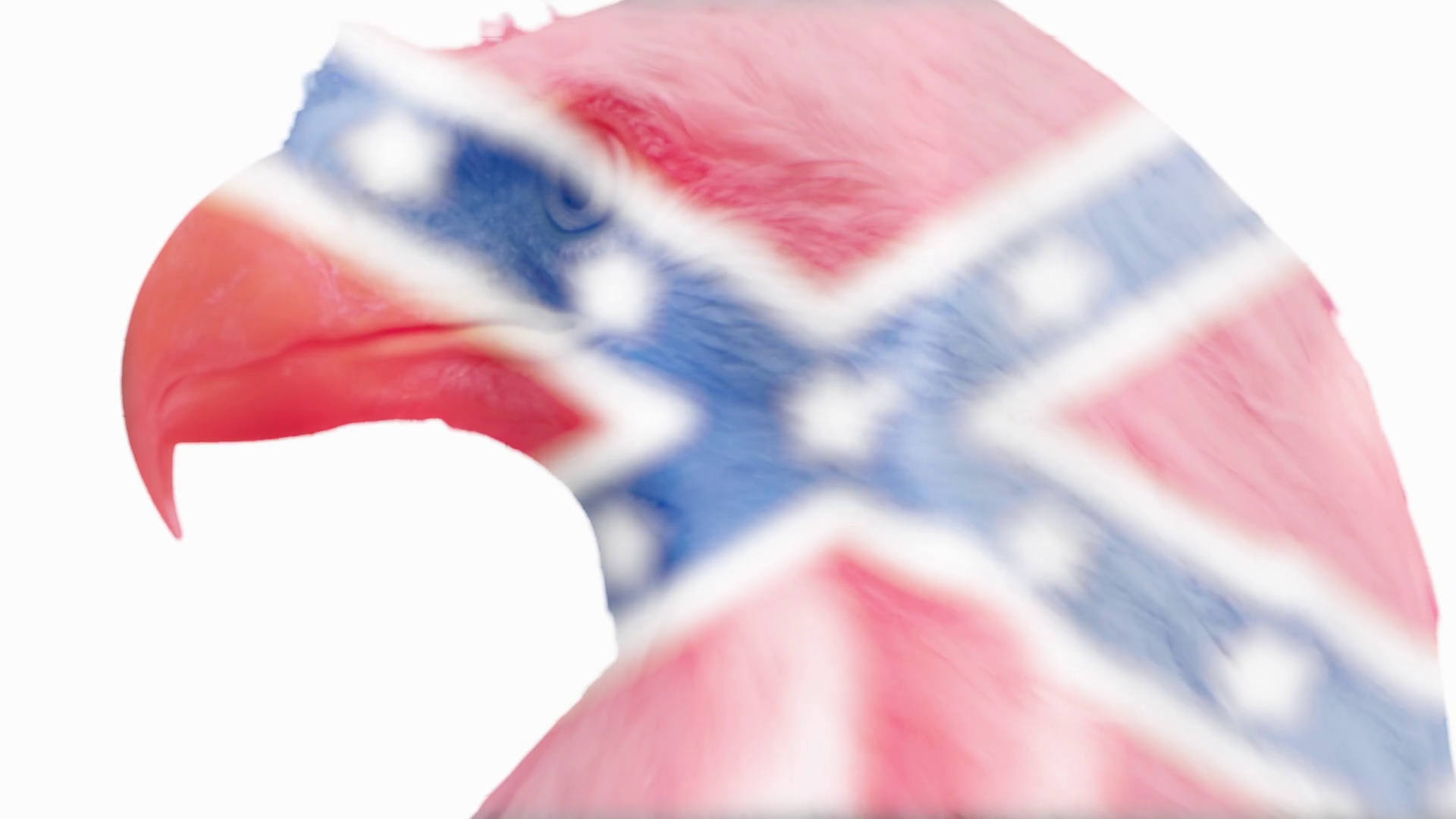 Bald Eagle Overlay Confederate Flag Stock Footage SBV-347718443 - Storyblocks