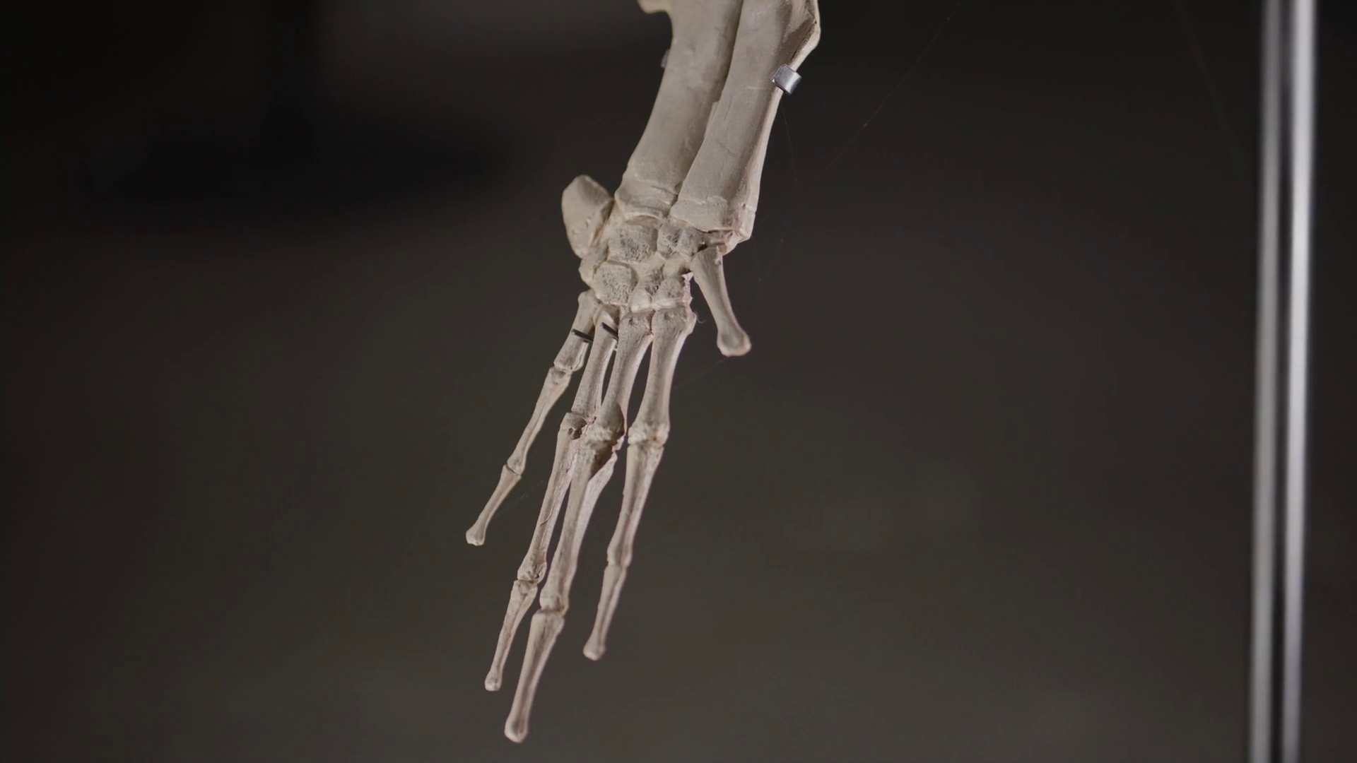 Basilosaurus Dinosaur Skeleton On Display Stock Footage SBV-348753720 ...