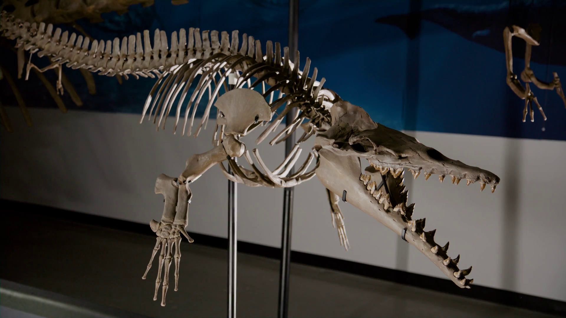 Basilosaurus Dinosaur Skeleton On Display Stock Footage SBV-348753723 - Storyblocks