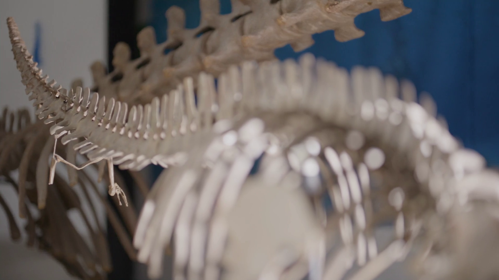 Basilosaurus Dinosaur Skeleton On Display Stock Footage SBV-348753728 ...