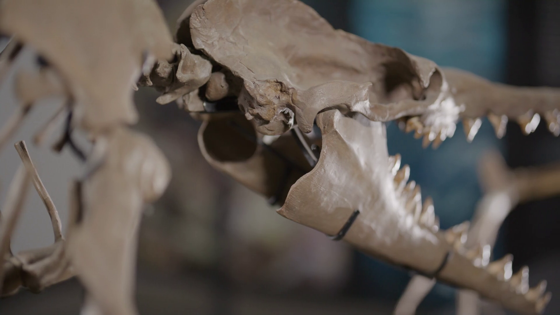 Basilosaurus Dinosaur Skeleton On Display Stock Footage SBV-348753729 ...