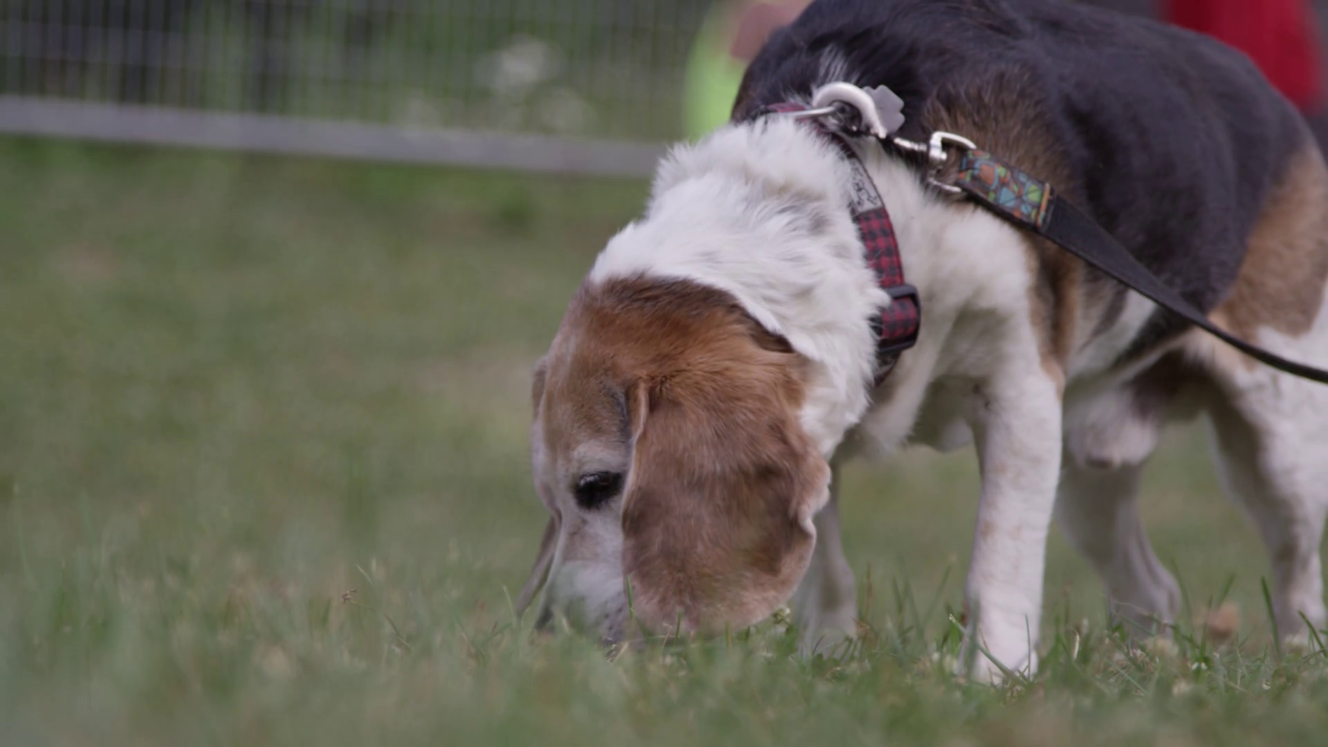 Beagle Slow Motion Sniffing Park Stock Footage SBV-347543326 - Storyblocks