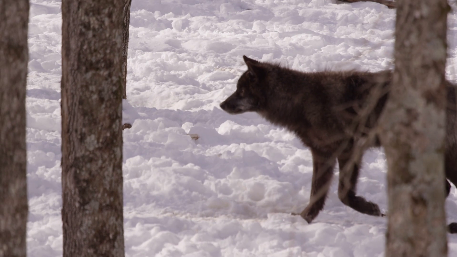 Black Wolf Slow Motion Stalking In Forest Stock Footage SBV-322101471 ...