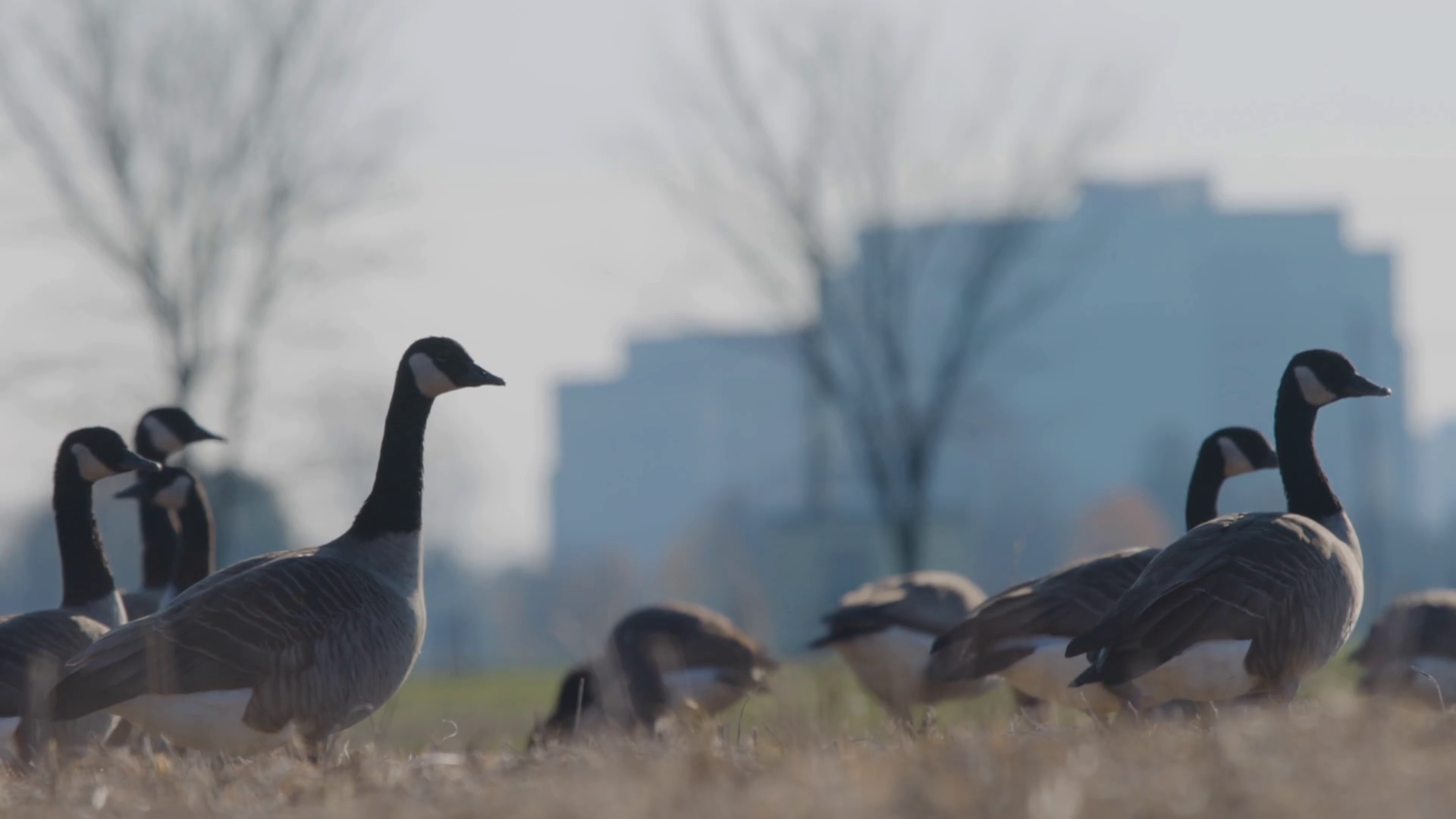 Canada Geese Migrating In Fall Autumn Season Stock Footage SBV ...